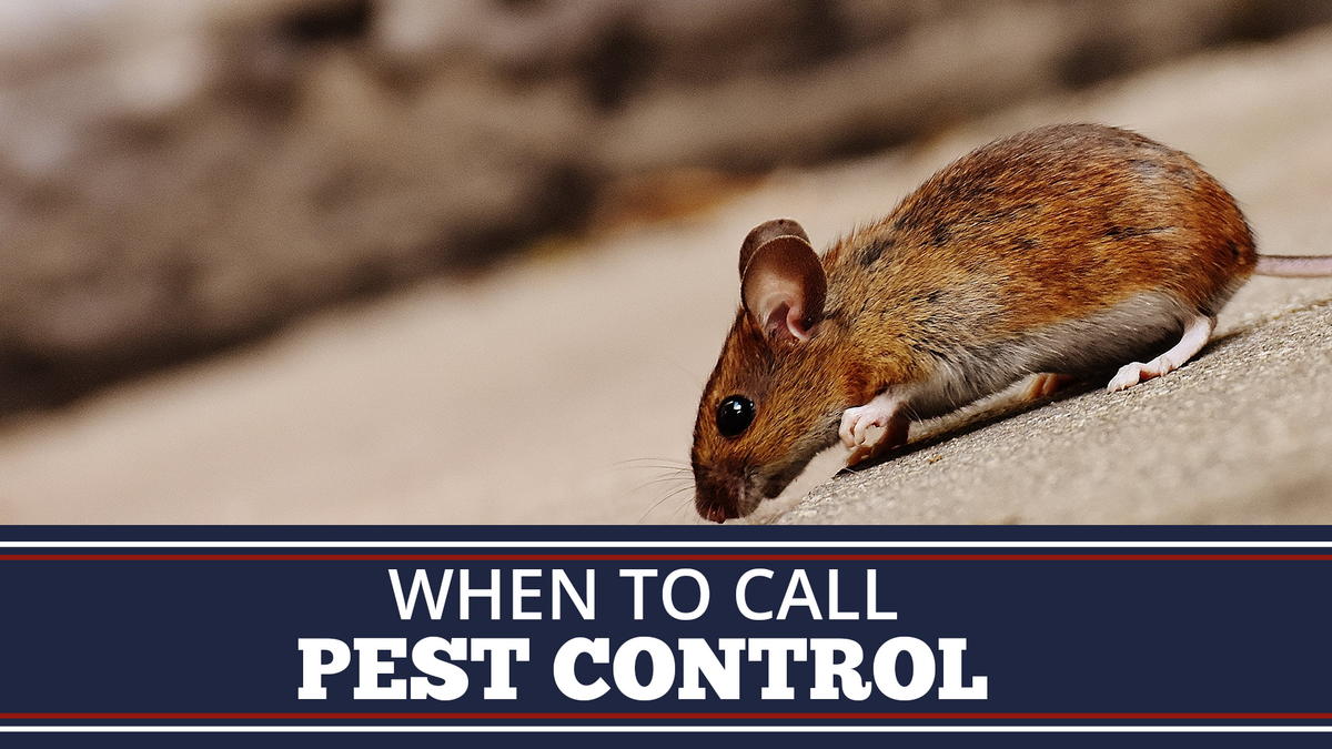 When to Call Pest Control | Faith Environmental Crime Scene Cleanup